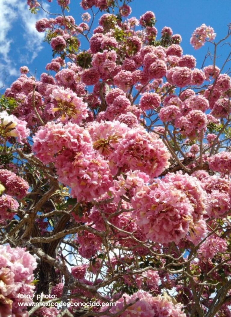 El Florecimiento del Maculís Rosa