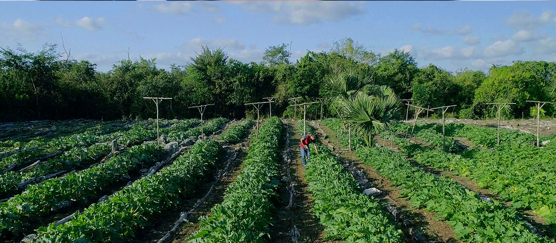 Official Site | Sunset World Resorts & Vacations Experiences